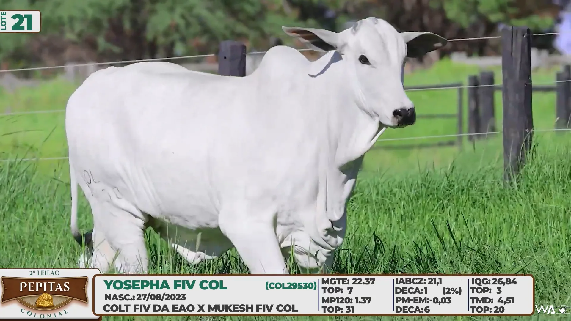 LOTE 21 YOSEPHA FIV COL