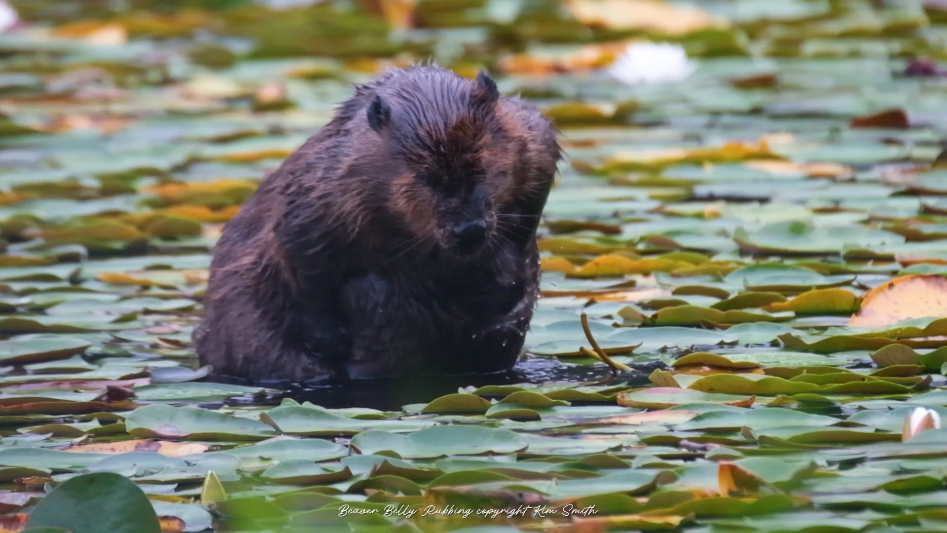 Beaver Belly Rubbing