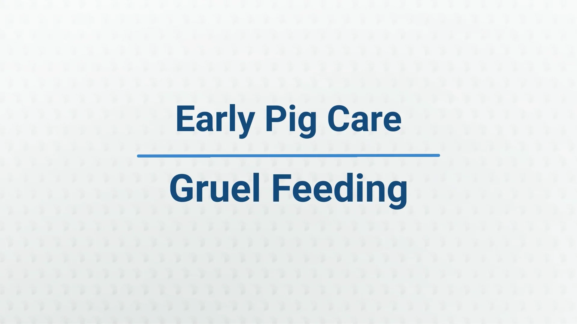 Early Pig Care - Gruel Feeding