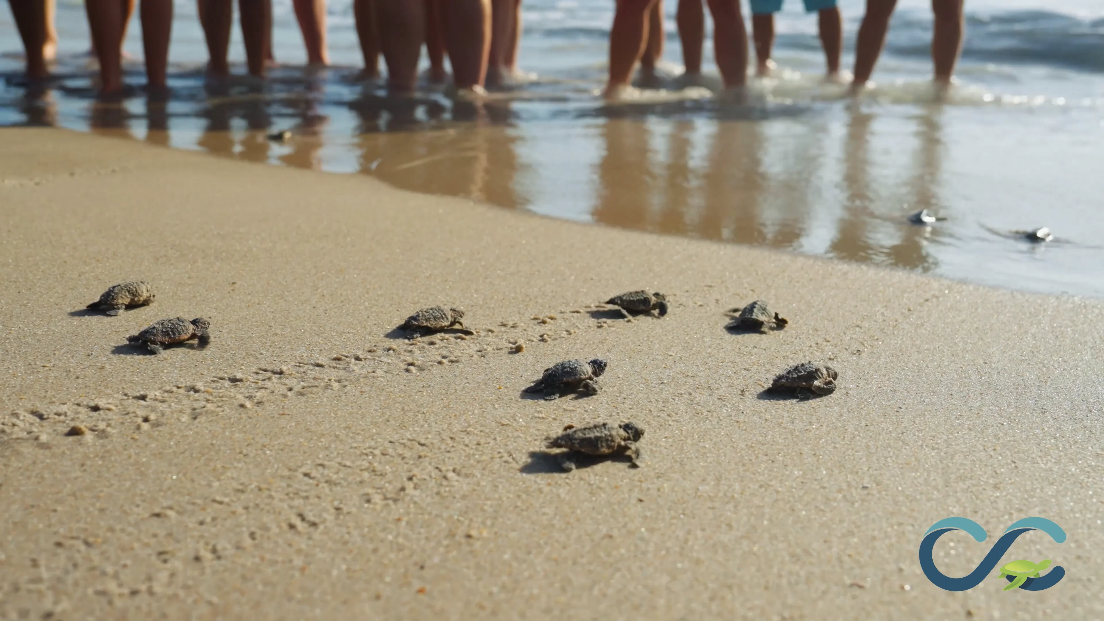 Virtual Turtle Dig with Coastal Connections