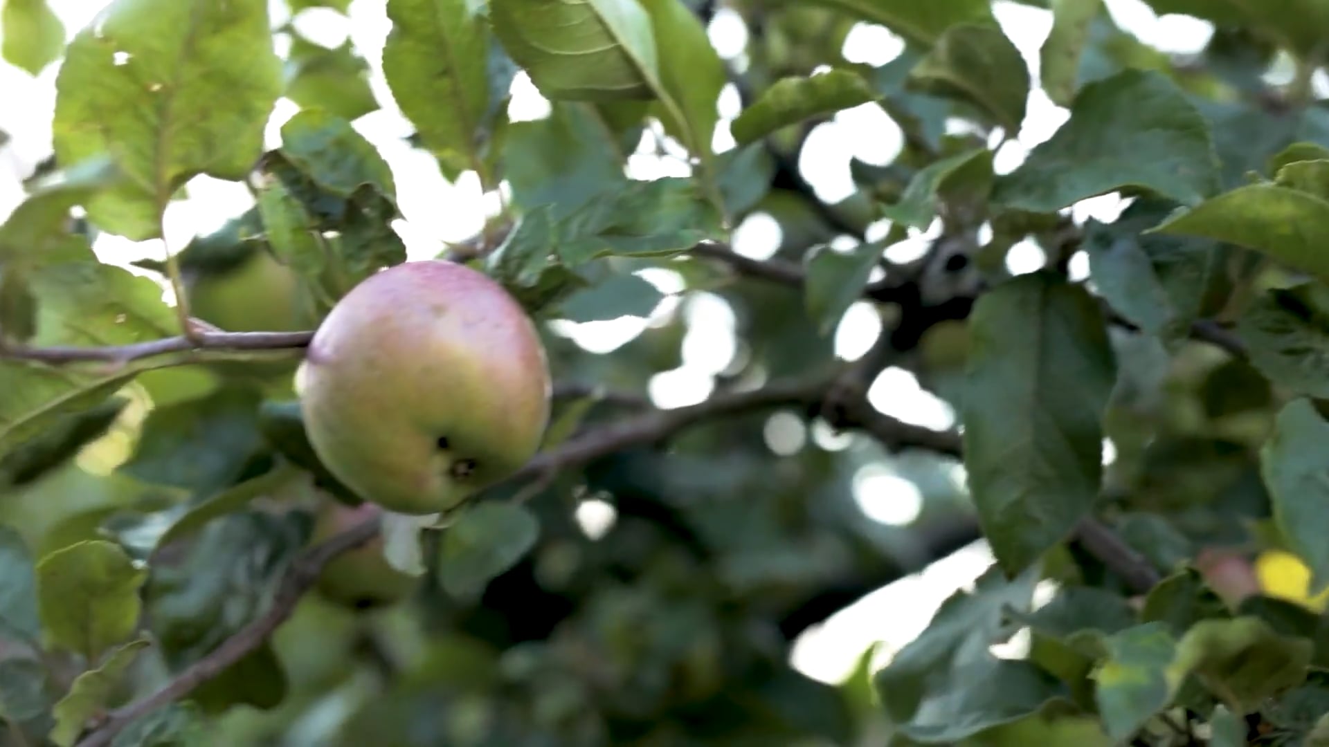 Highland Roots Market