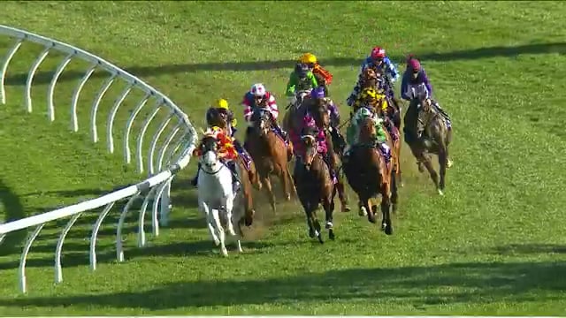 Zoustar - Stallion | Breednet