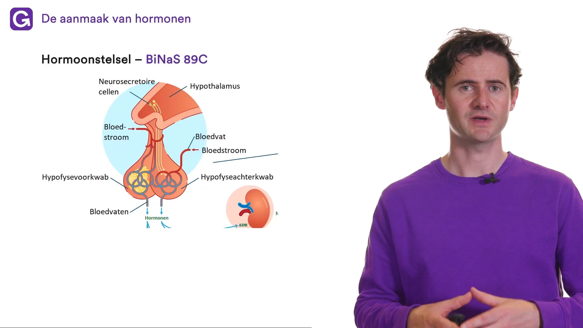 Hormoonstelsel, hypothalamus en hypofyse oefenen | StudyGo