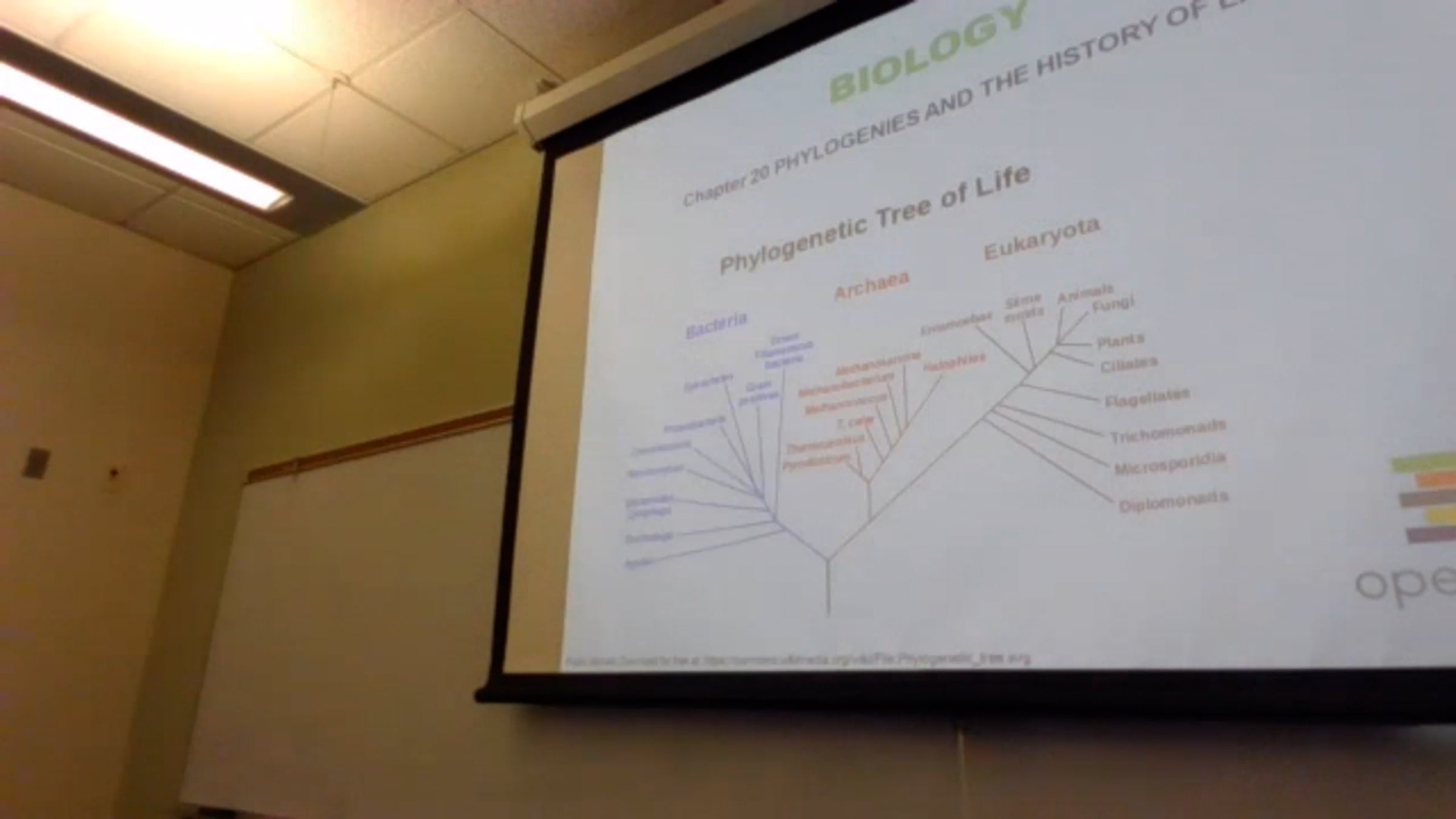 Phylogeny Lecture Bio2