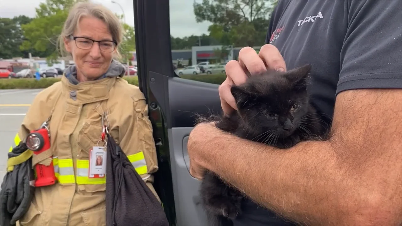 Firefighters rescue kitten
