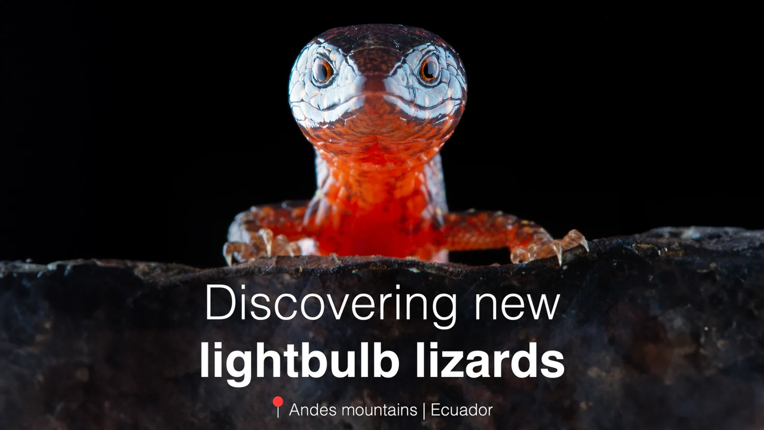 Discovering new lightbulb lizards