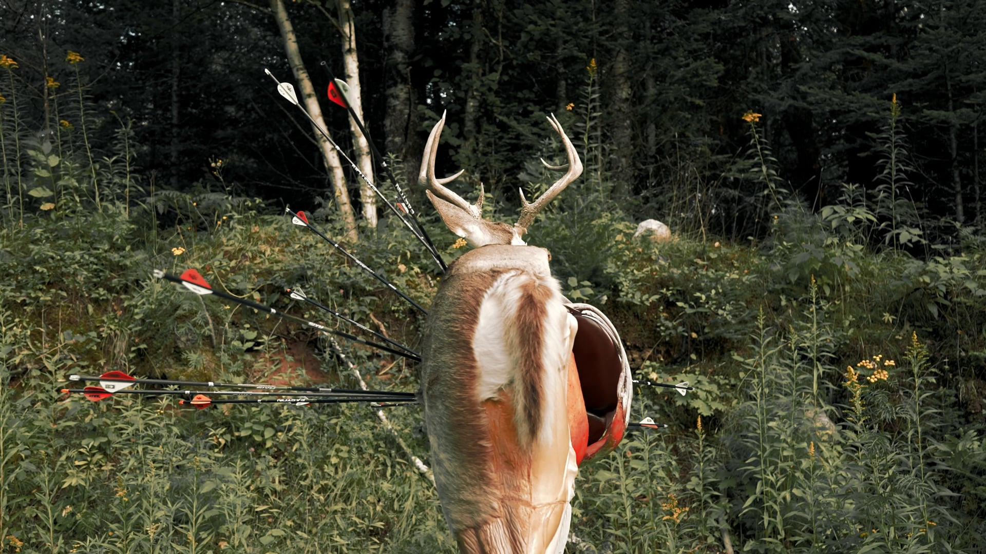Animal Anatomy – The Anatomy Hunter