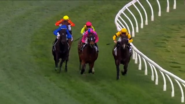 Shalaa - Stallion | Breednet