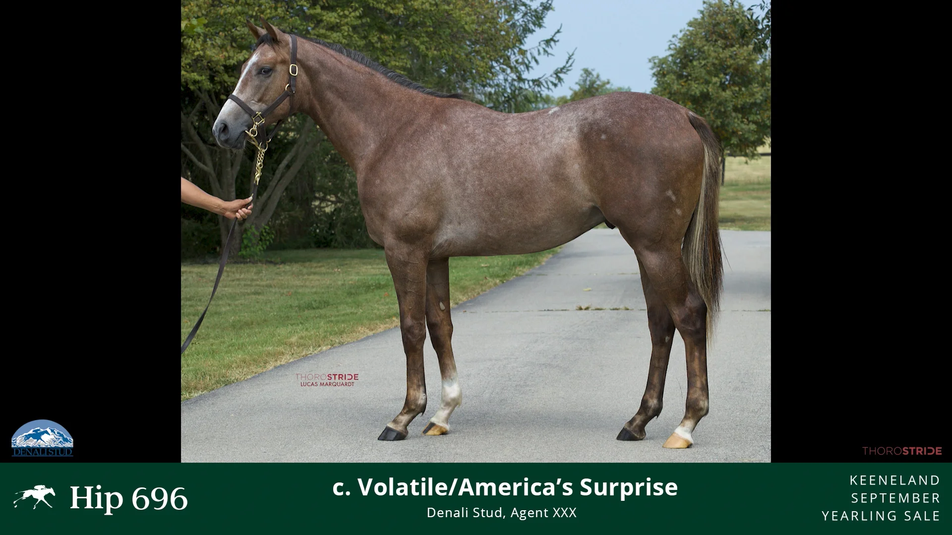 KEESEP24, Hip 696, c. Volatile - America's Surprise 23