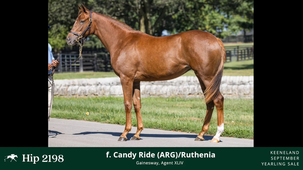 Hip 2198 Kee Sep Candy Ride - Ruthenia