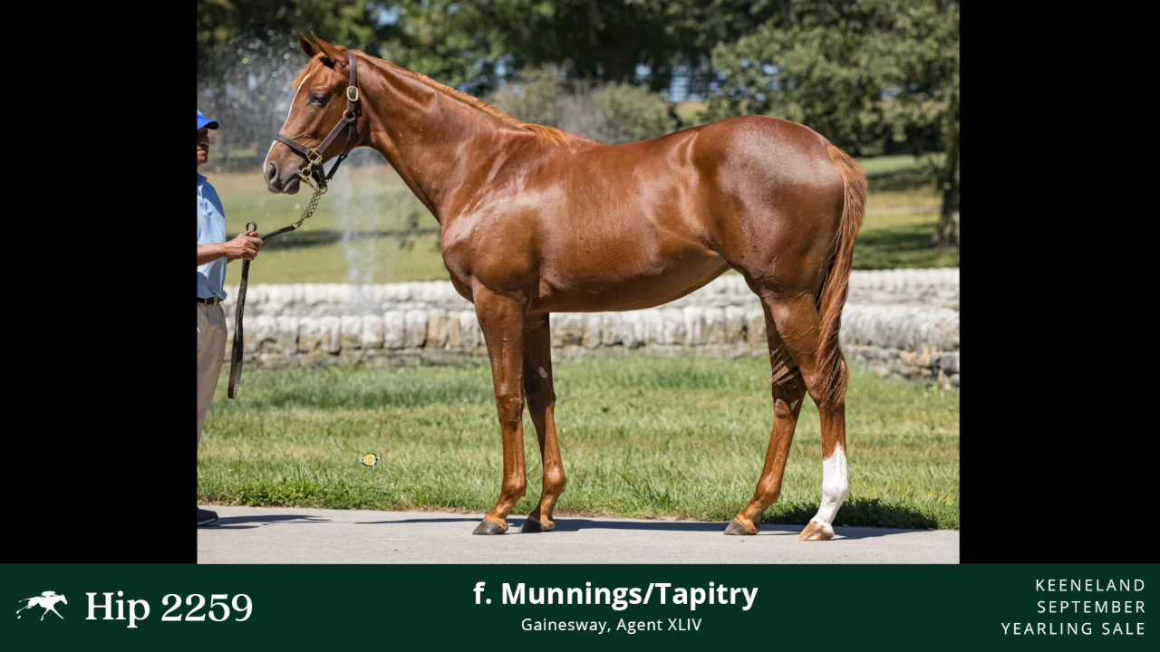 Hip 2259 Kee Sep Munnings - Tapitry