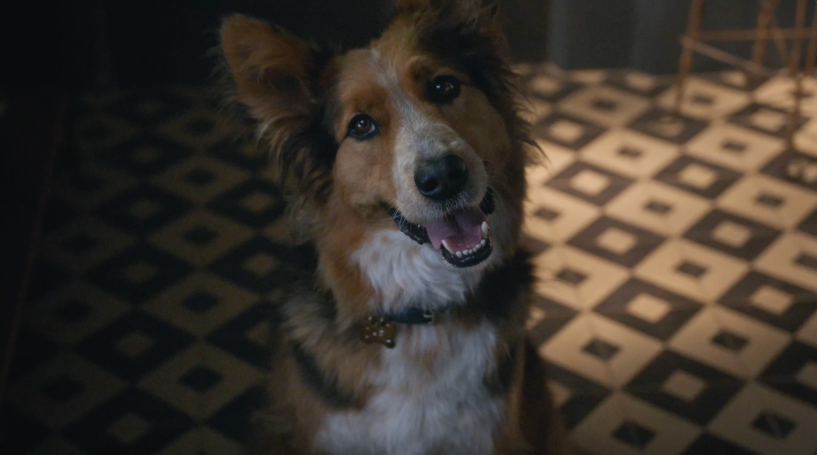 Matteo Mosterts_Amazon Alexa "Dog Brain"