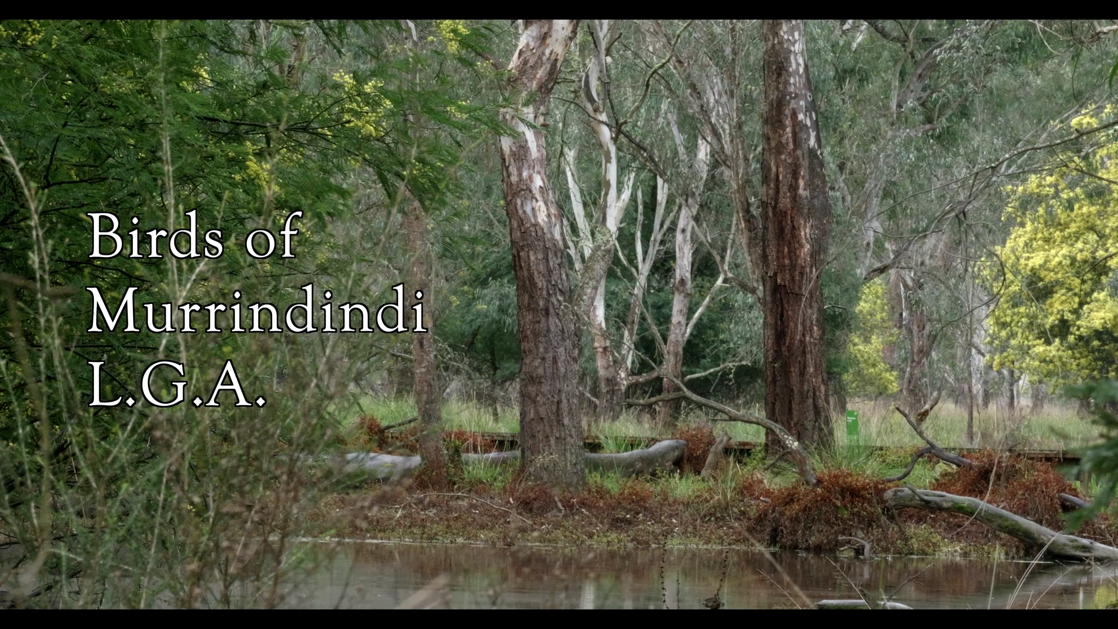 Birds of Murrindindi L.G.A.