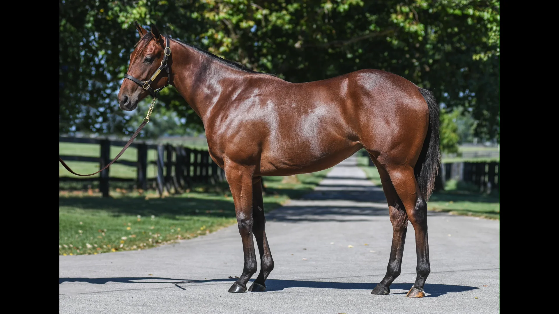 Hip 265 - KEESEP24 - Not This Time - Tigress Tale