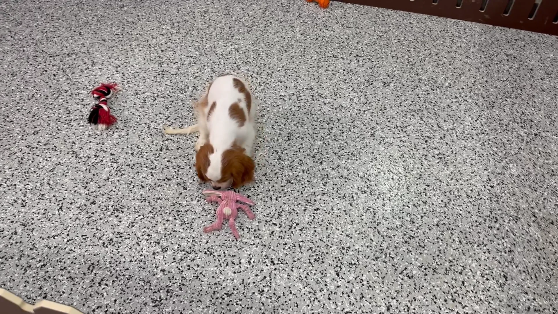 Alexander - Cavalier King Charles Spaniel puppy for sale