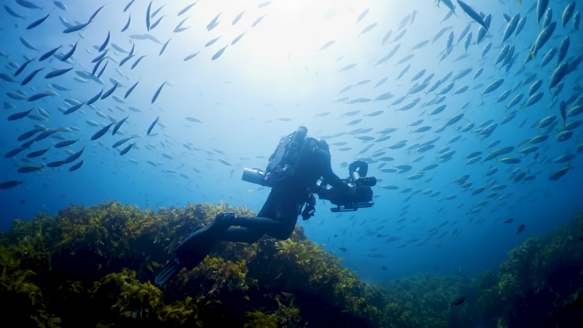 YOE - Video: SeaLegacy's Sea of Hope episode