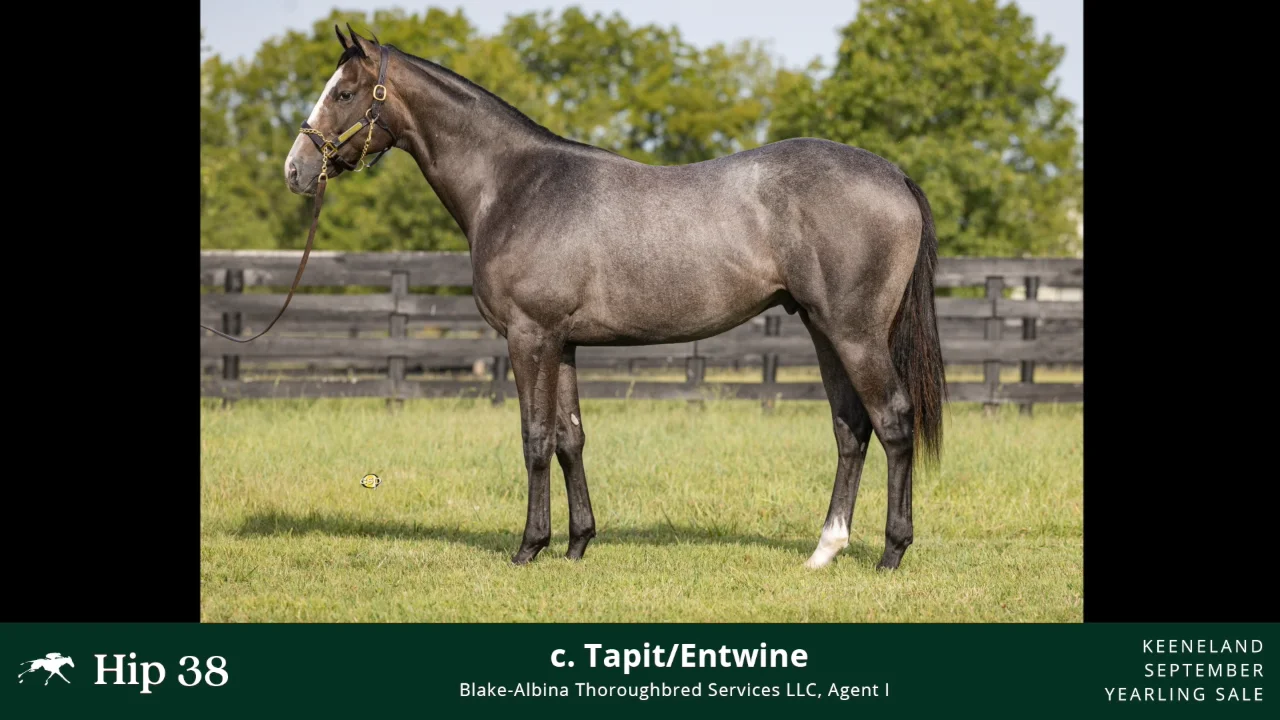 Hip 38 Kee Sep Tapit - Entwine