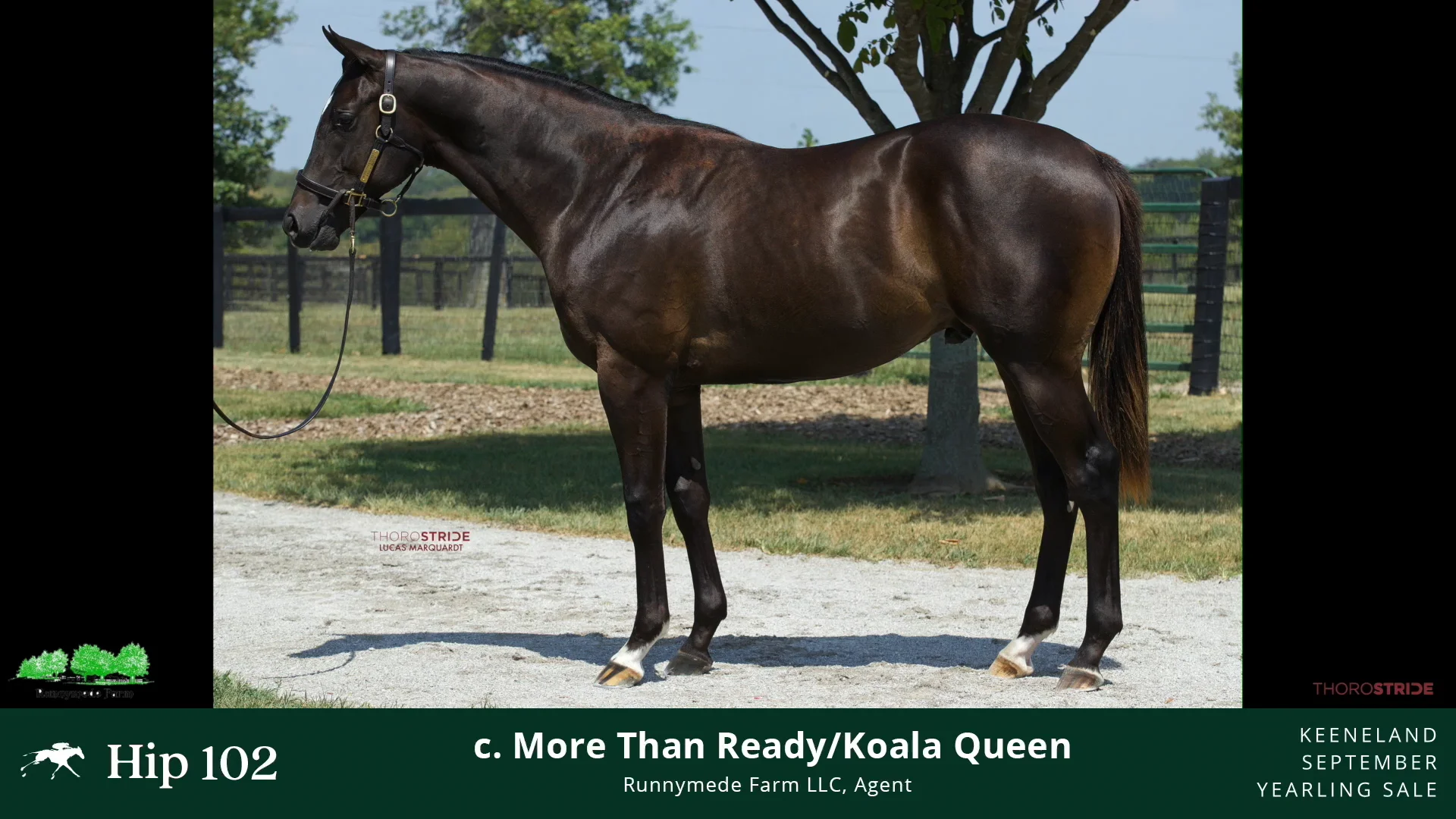 KEESEP24, Hip 102, c. More Than Ready - Koala Queen 23