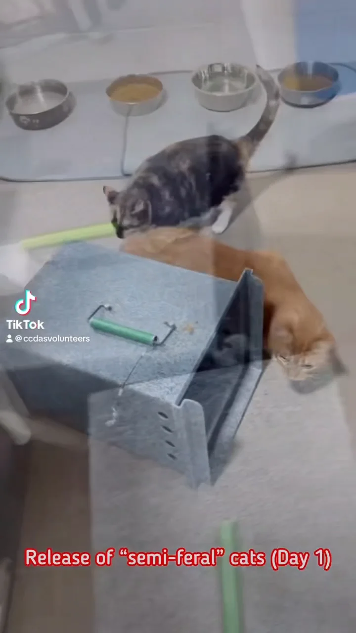 DAS Cats