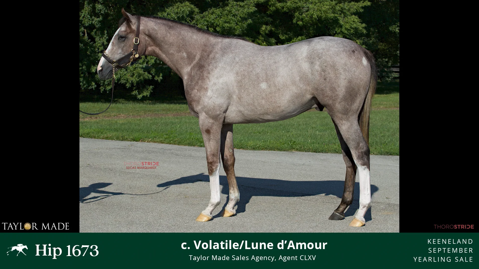 KEESEP24, Hip 1673, c. Volatile - Lune d'Amour 23
