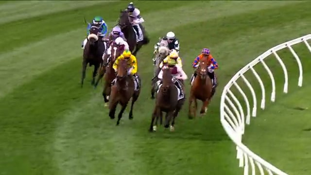 Shalaa - Stallion | Breednet