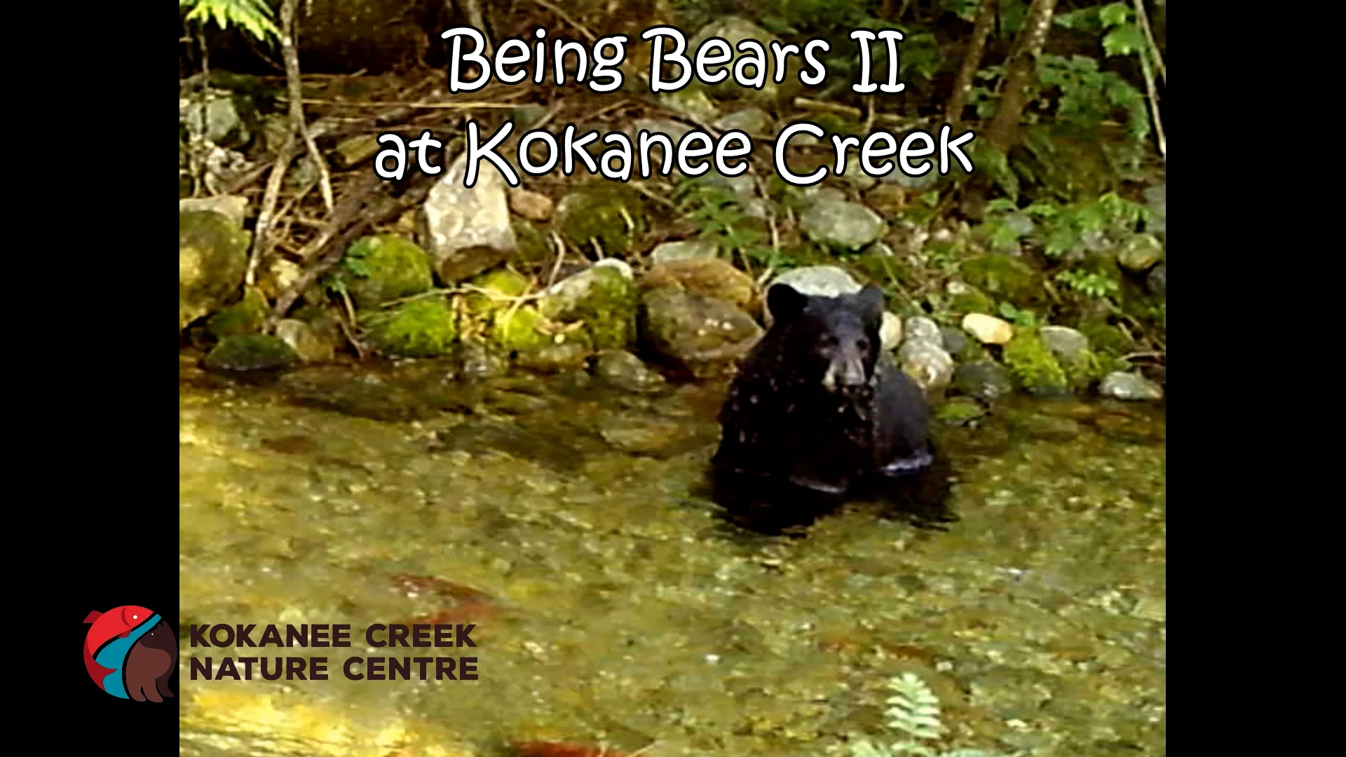 Being Bears II at Kokanee Creek