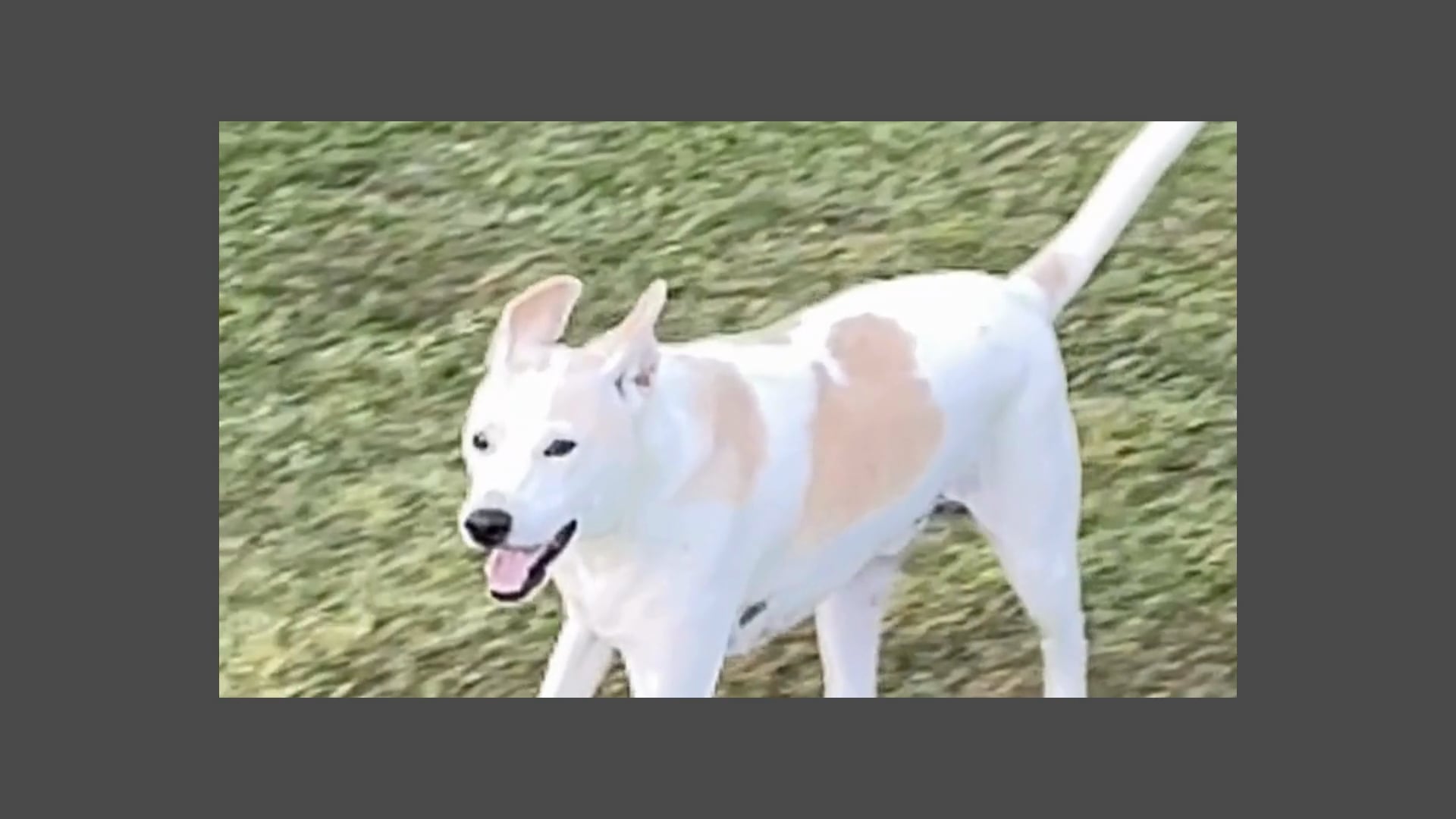 Stanley, Dog About Town