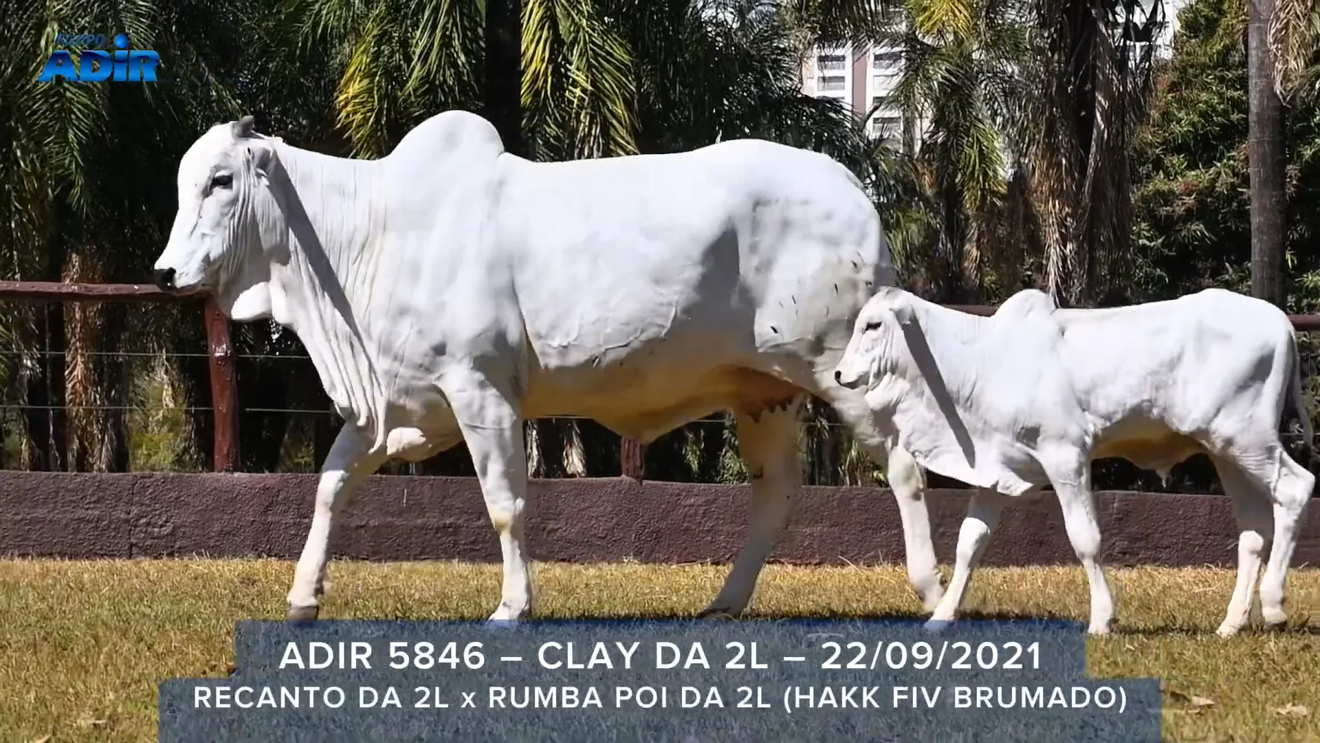 Lote 05 - ADIR 5846 - CLAY DA 2L