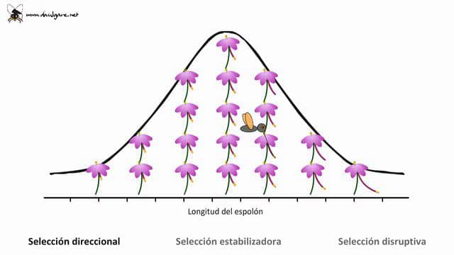 Tipos de Selección Natural on Vimeo