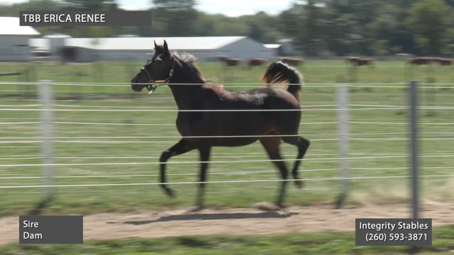 Integrity Stables on Vimeo