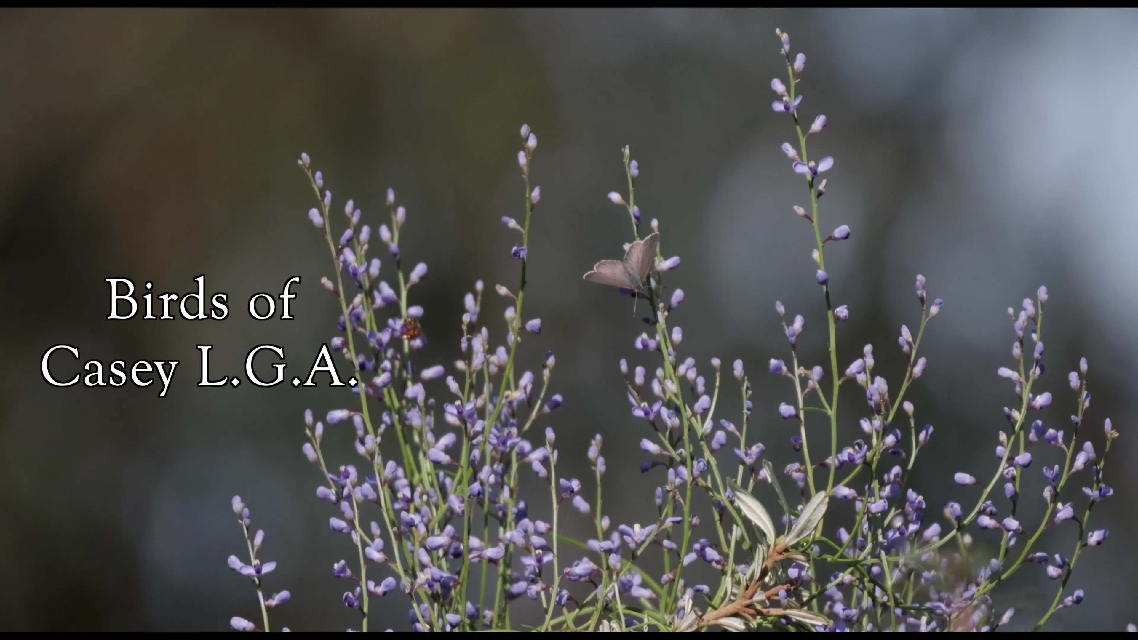 Birds of Casey L.G.A.