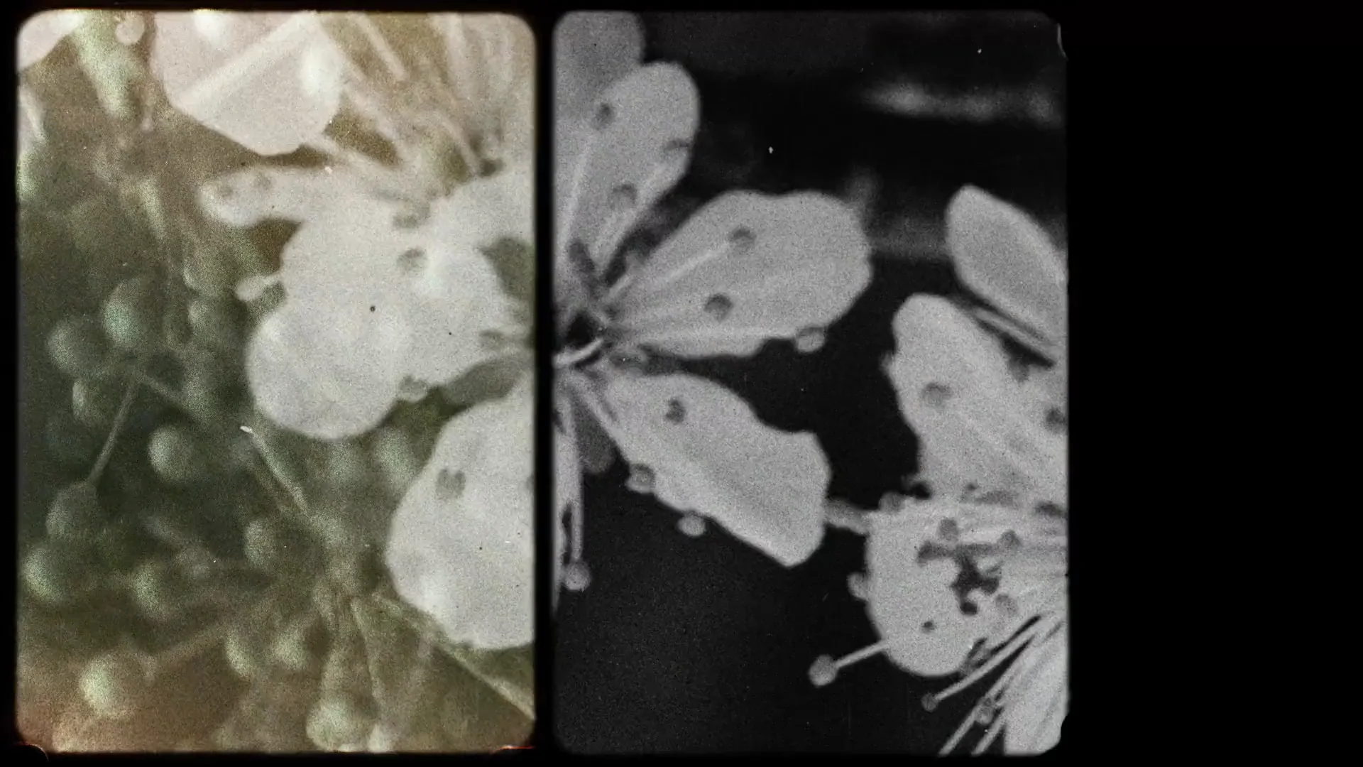 On Hannah Fields, Lewis Heriz