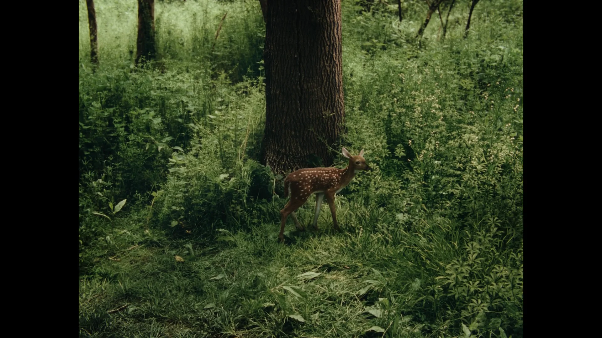 The Fawn