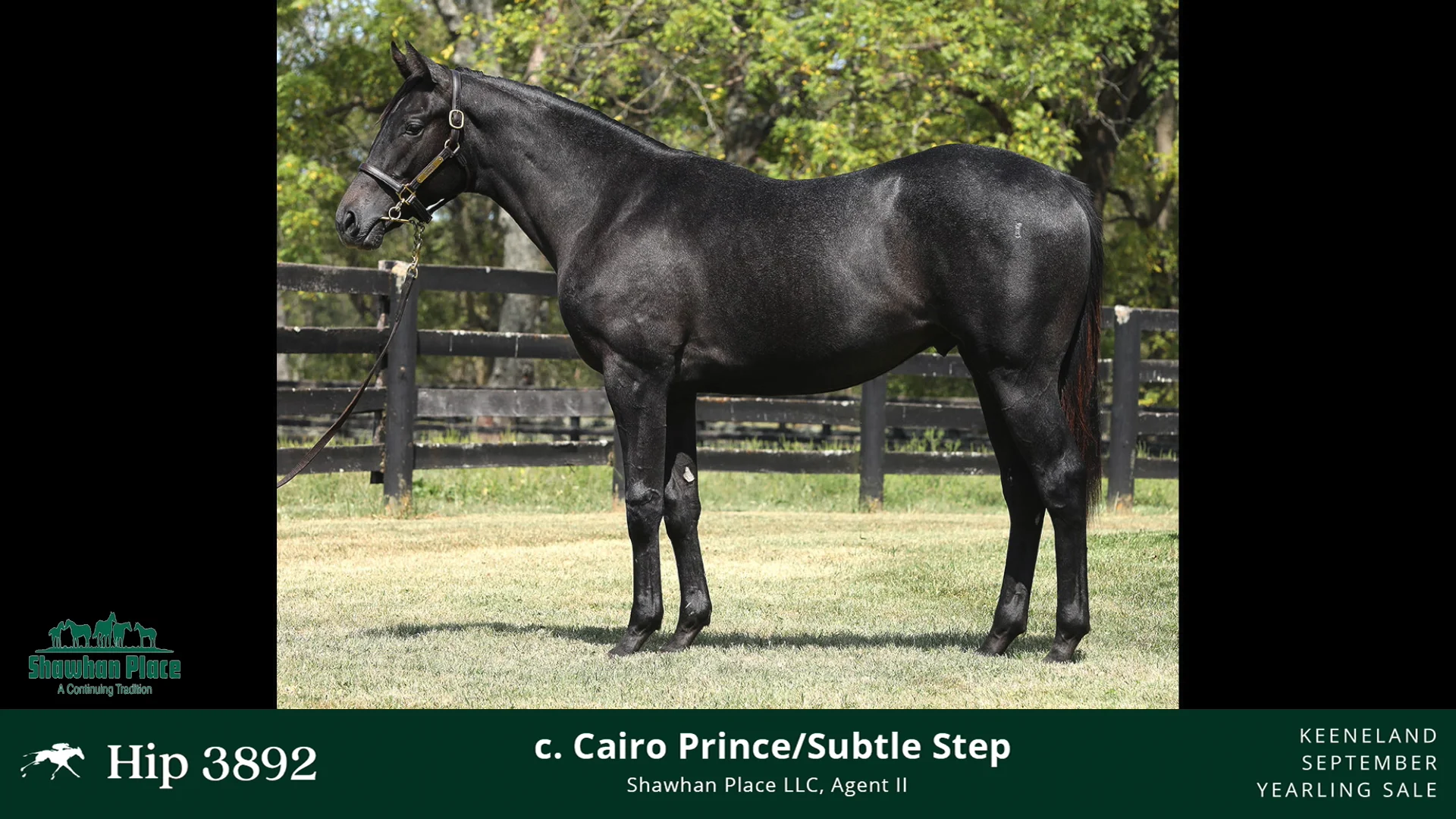 KEESEP24_3892_Subtle Step 23