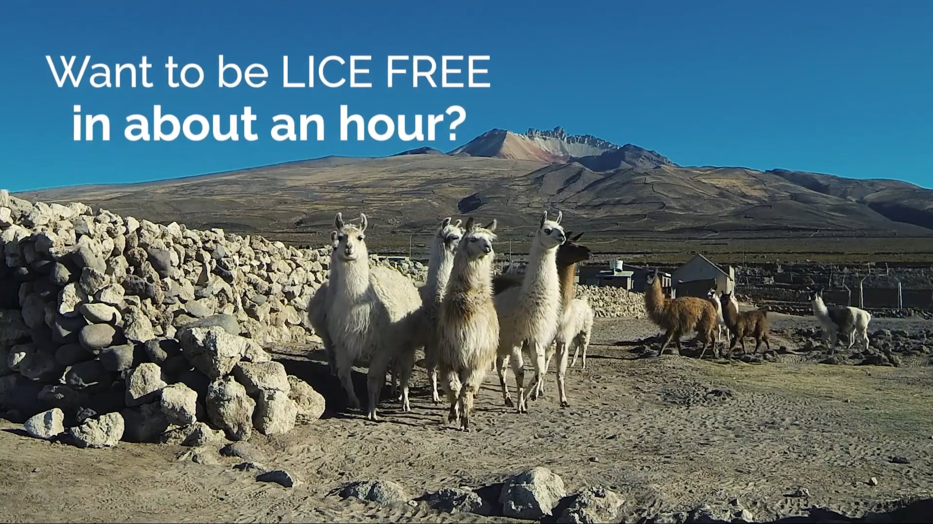Our device | Lice Clinics of South Africa