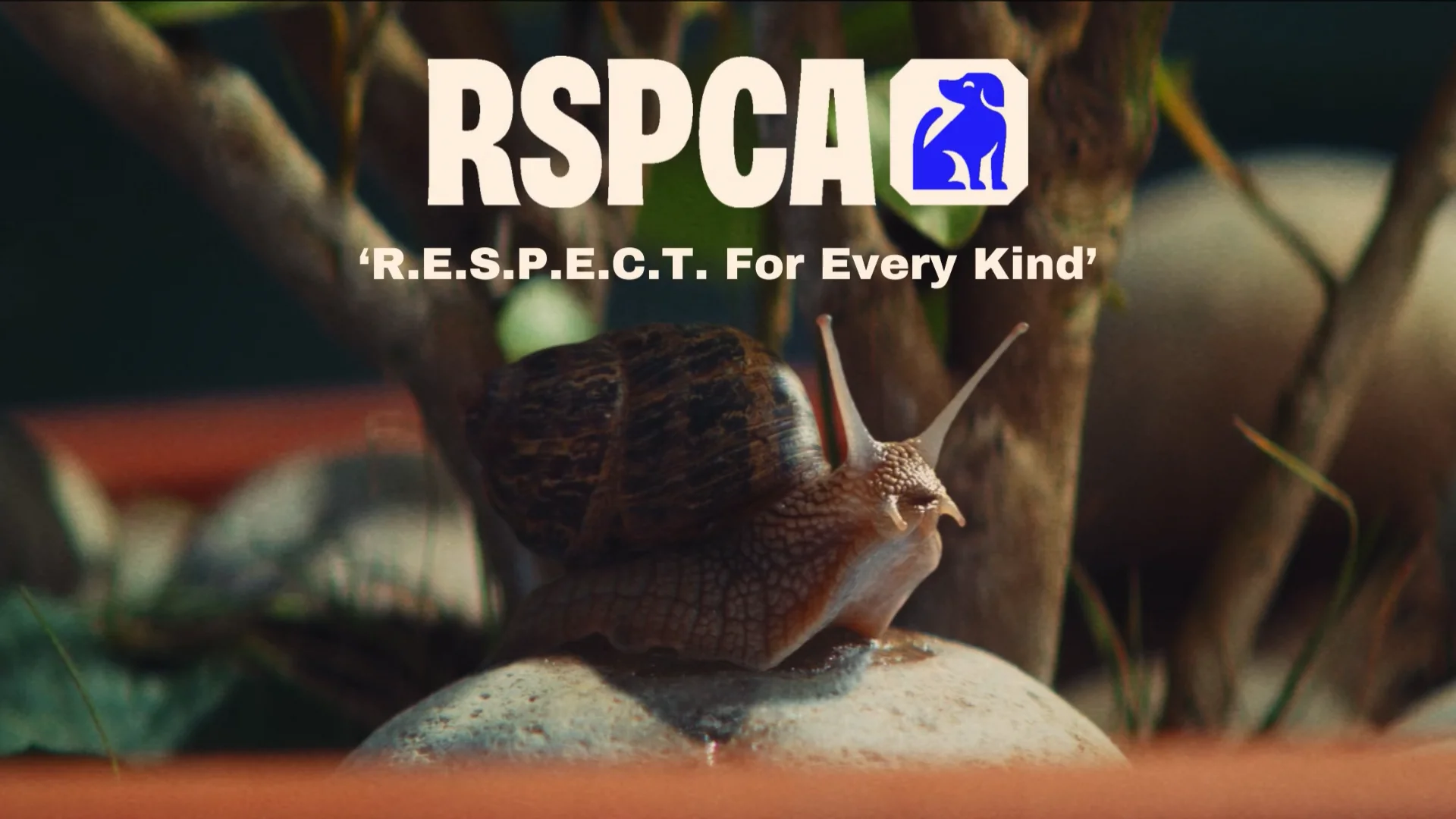 RSPCA Case Study video