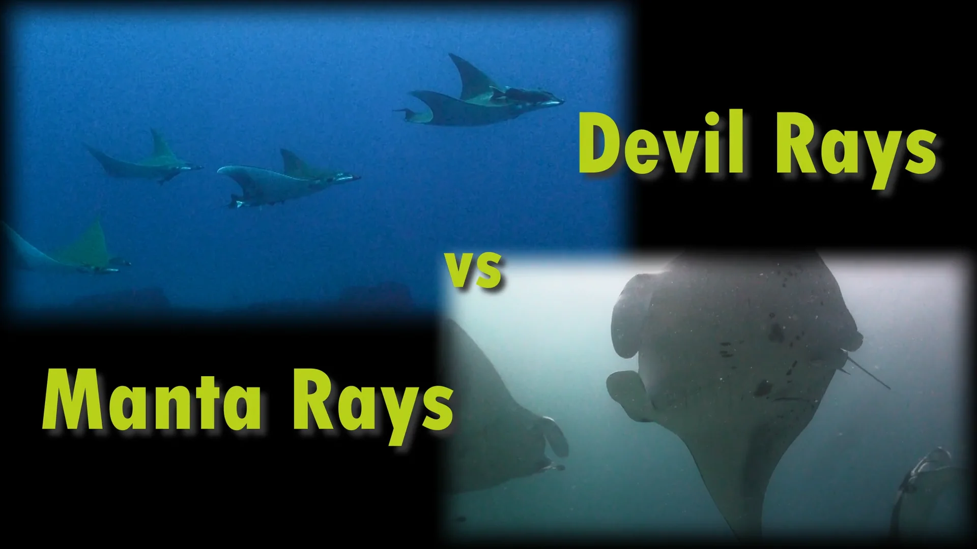 Devil vs Manta Rays