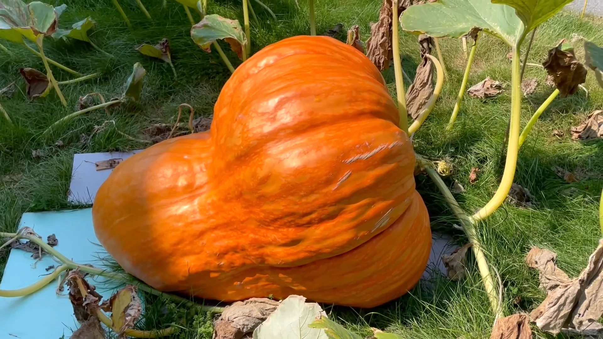 Atlantic giant pumpkin 50/50 Raffle for the Marblehead Food Pantry