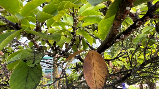 Home » Dickman Farms