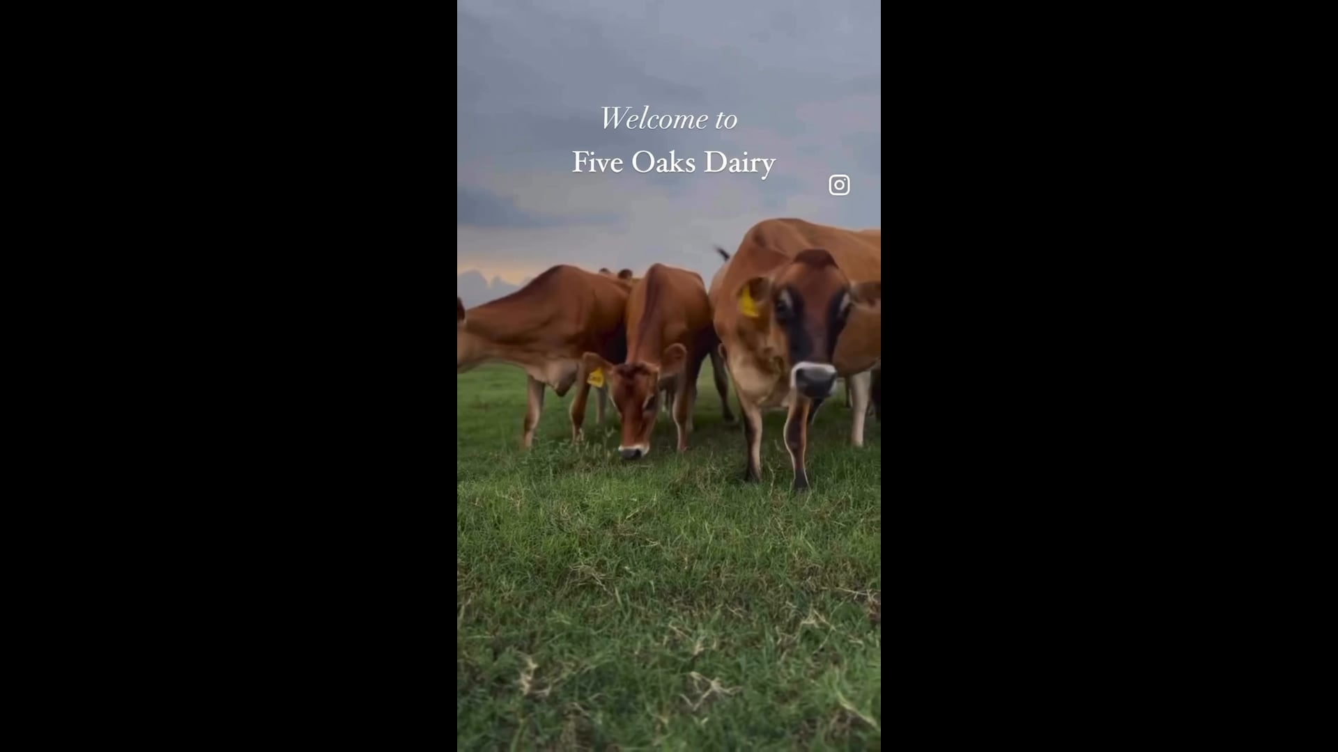Jersey Cows For Sale