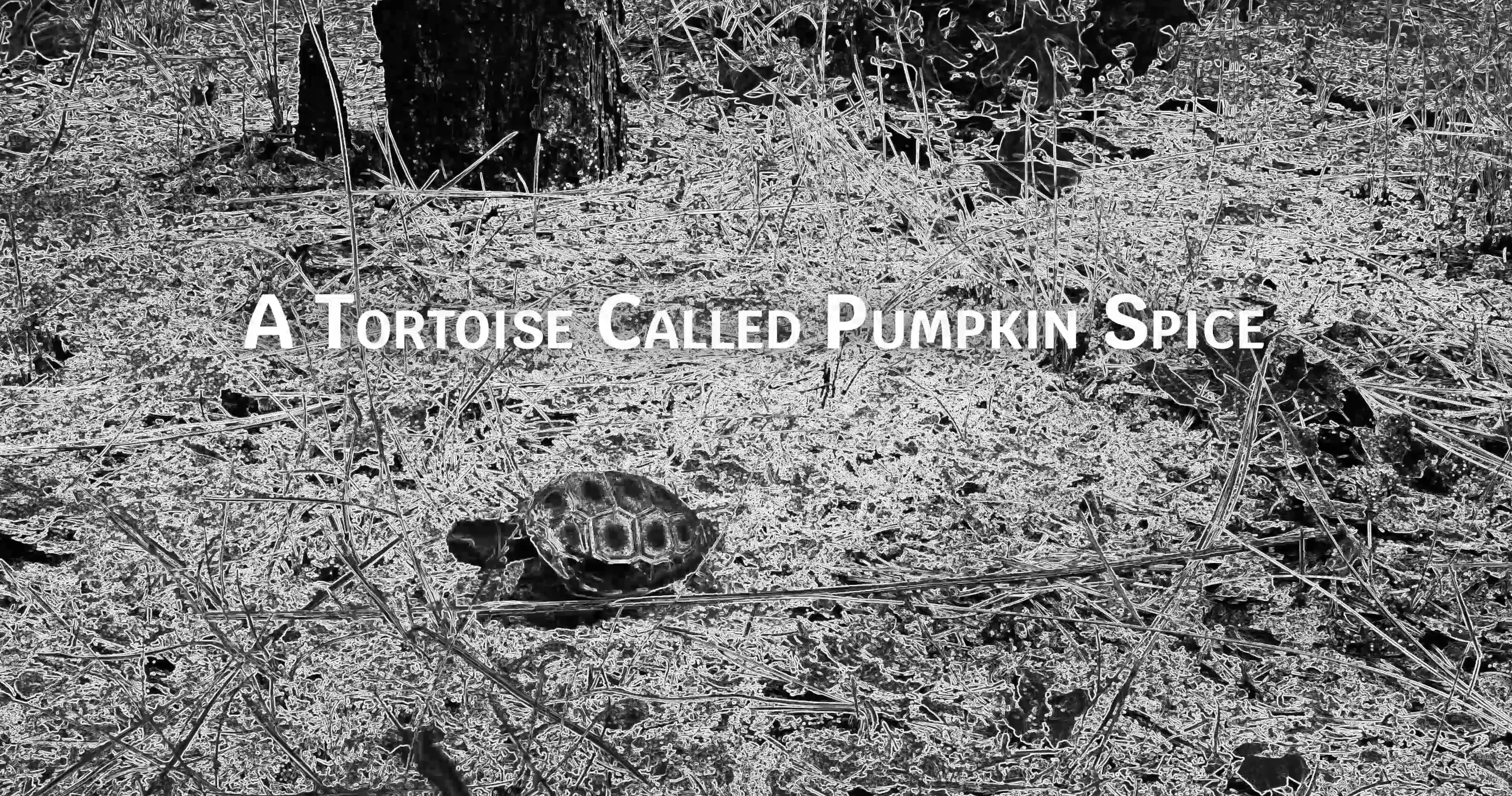 Trailer for A Tortoise Called Pumpkin Spice