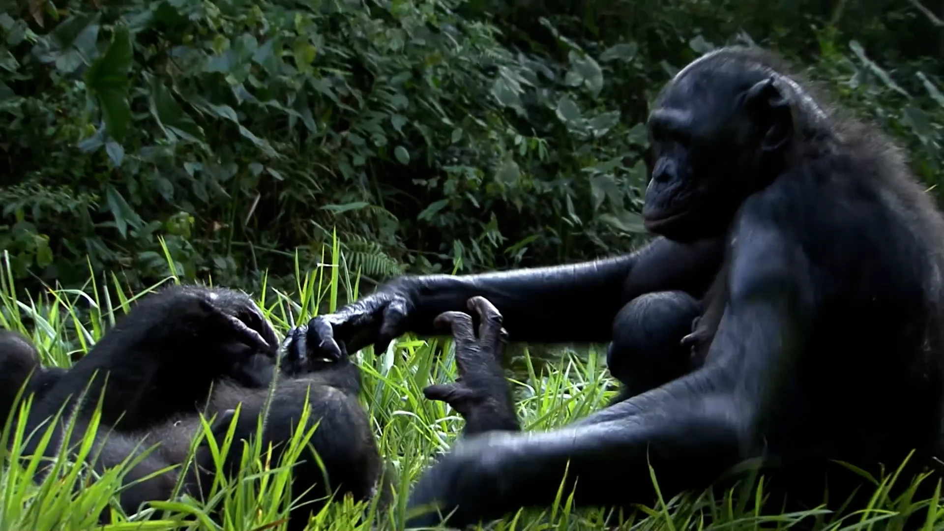 Bonobos kissing and playing