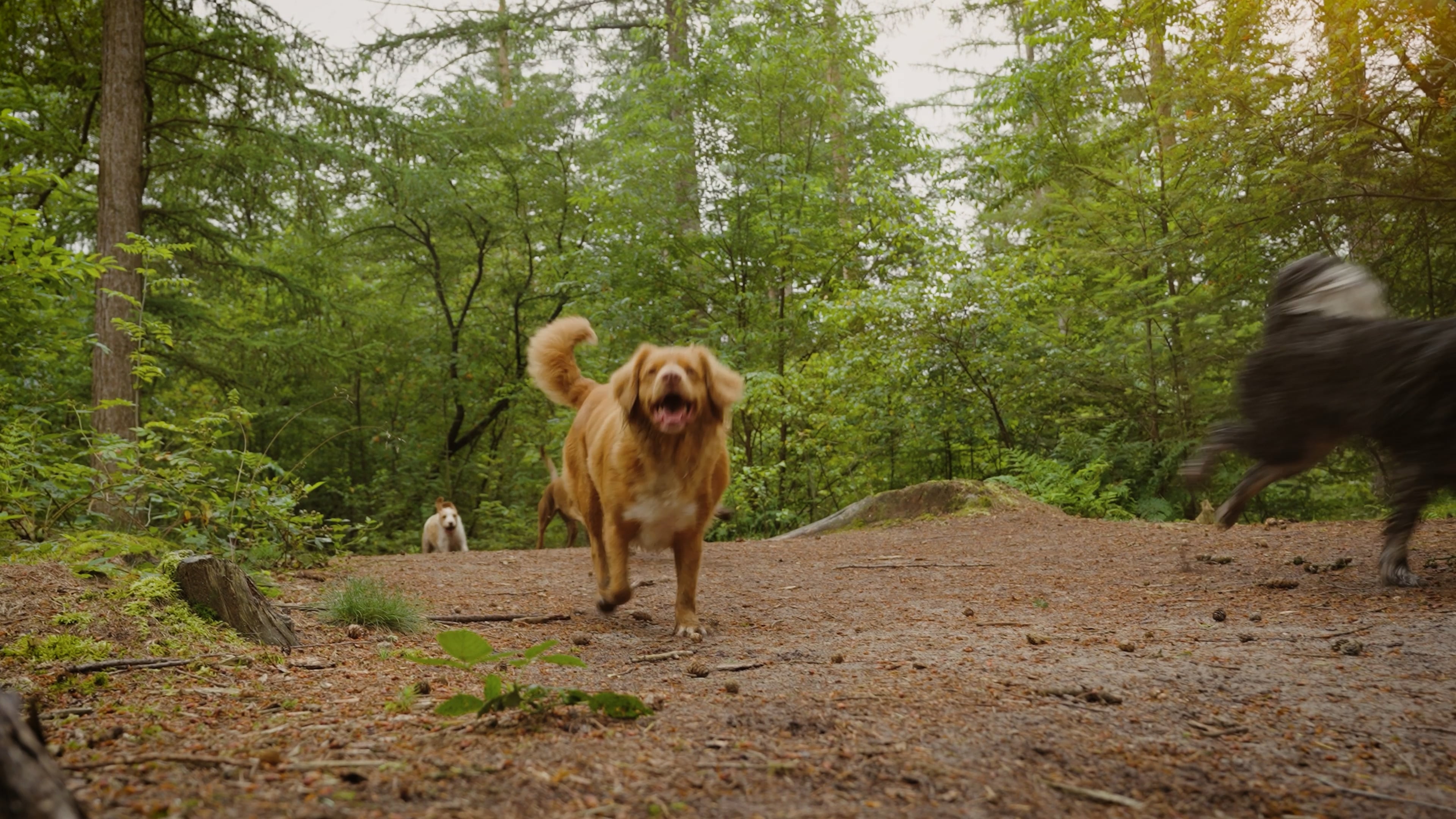 Holiday Dogs | Commercial