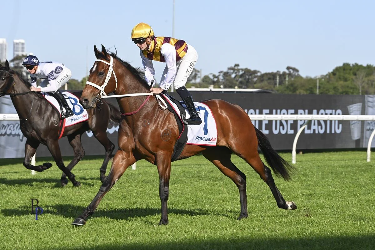 Imperial Force - STALLION PROSPECT