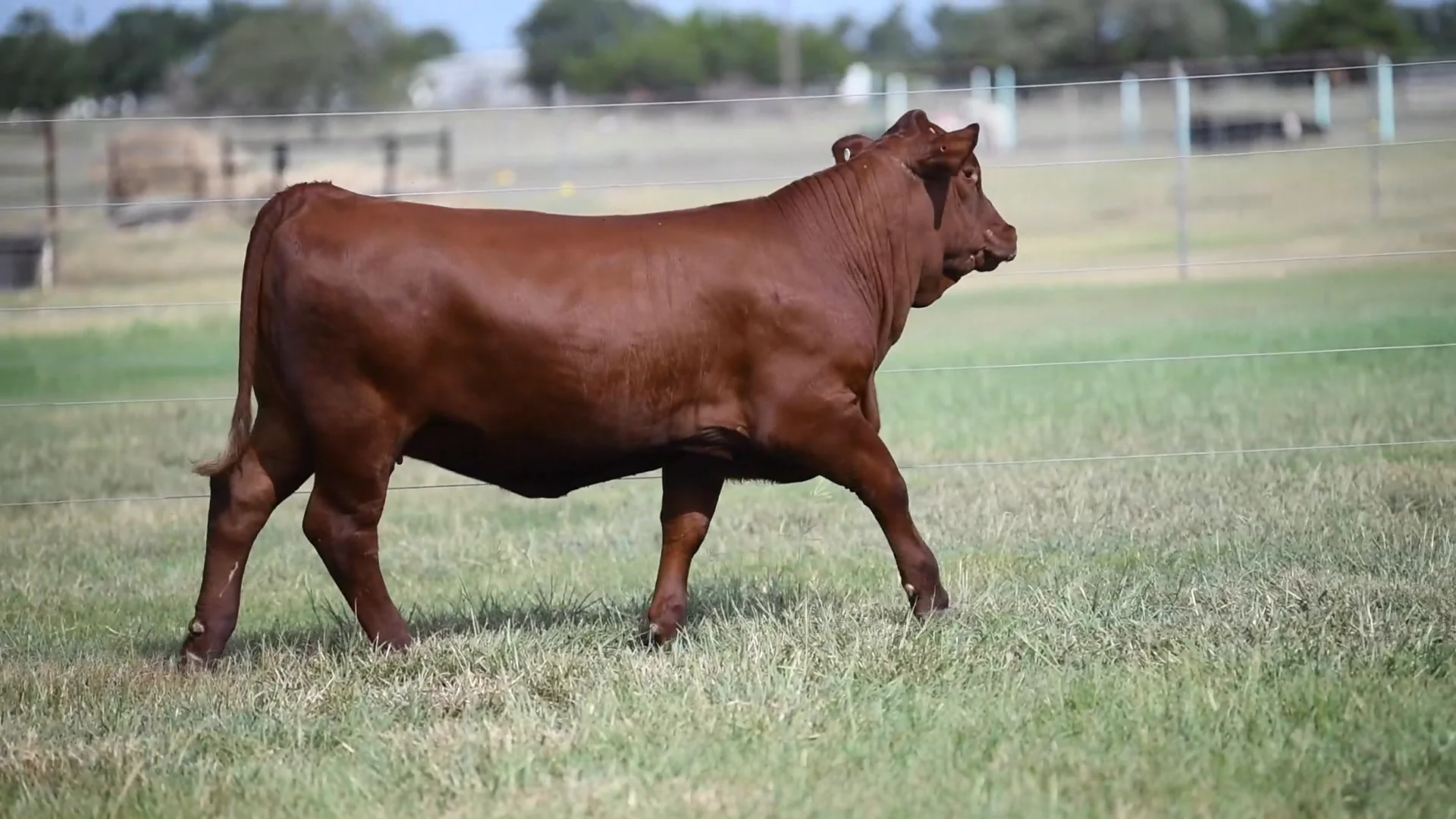 B Square Ranch 2024 Tag 8