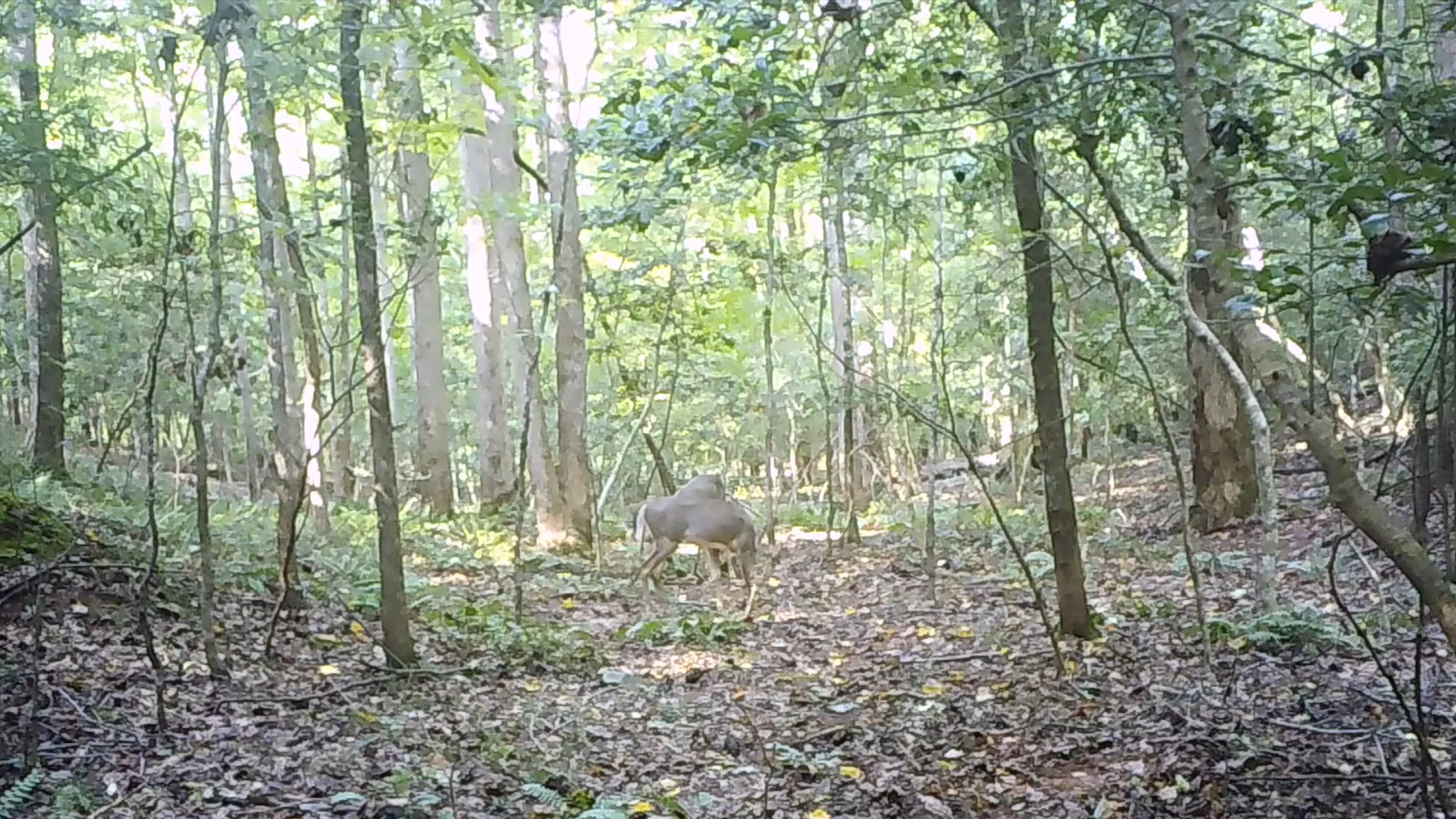 Two young bucks scraping tree saplings
