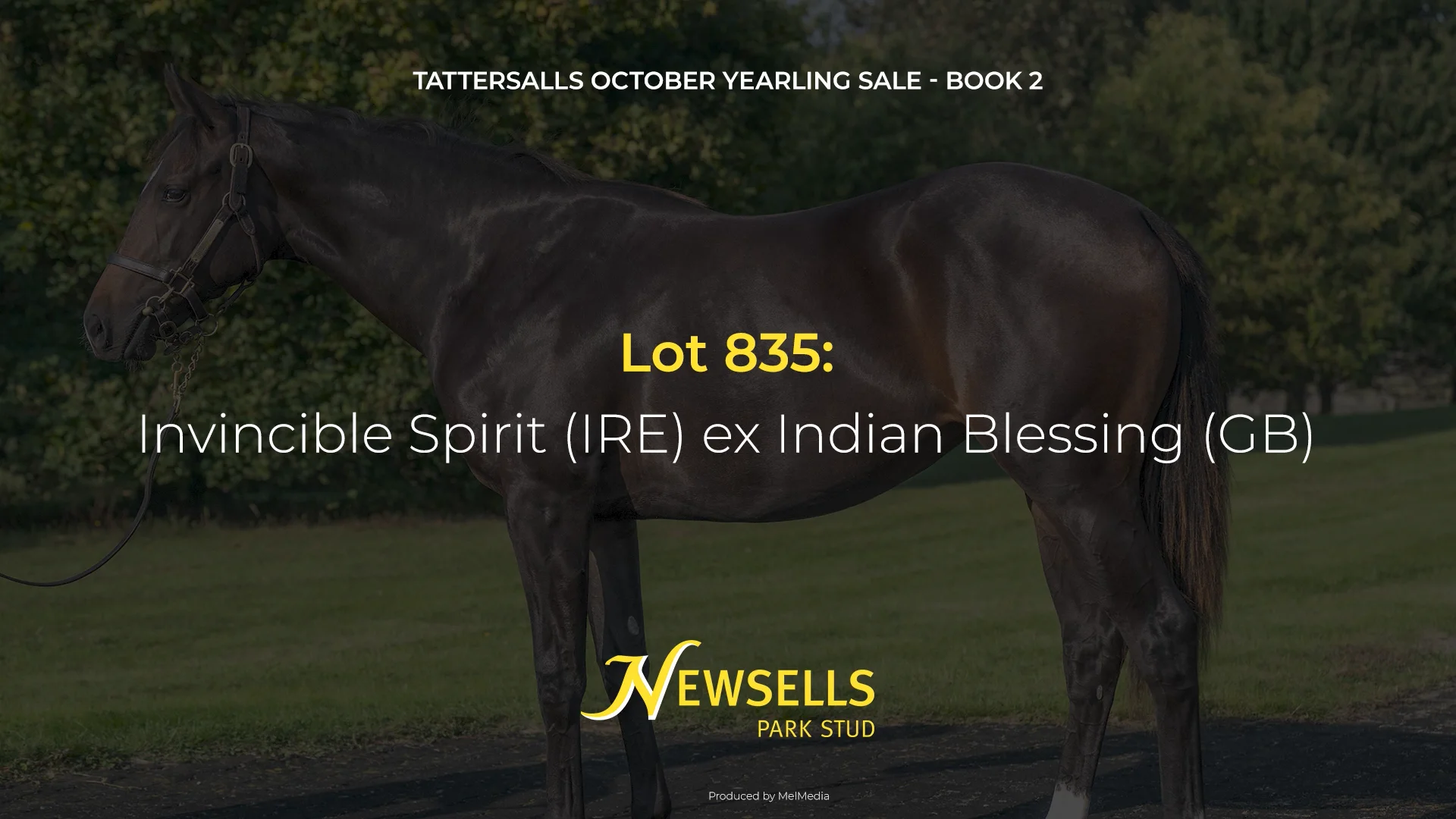 Lot 835 Invincible Spirit x Indian Blessing