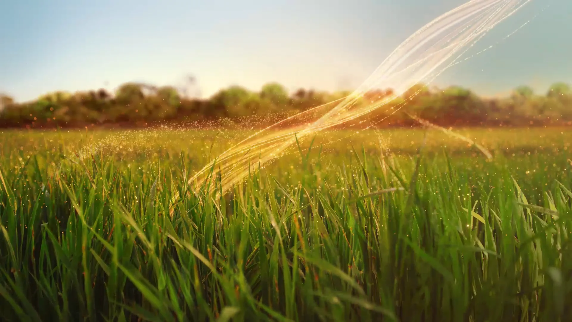 Friso Signature | MoI