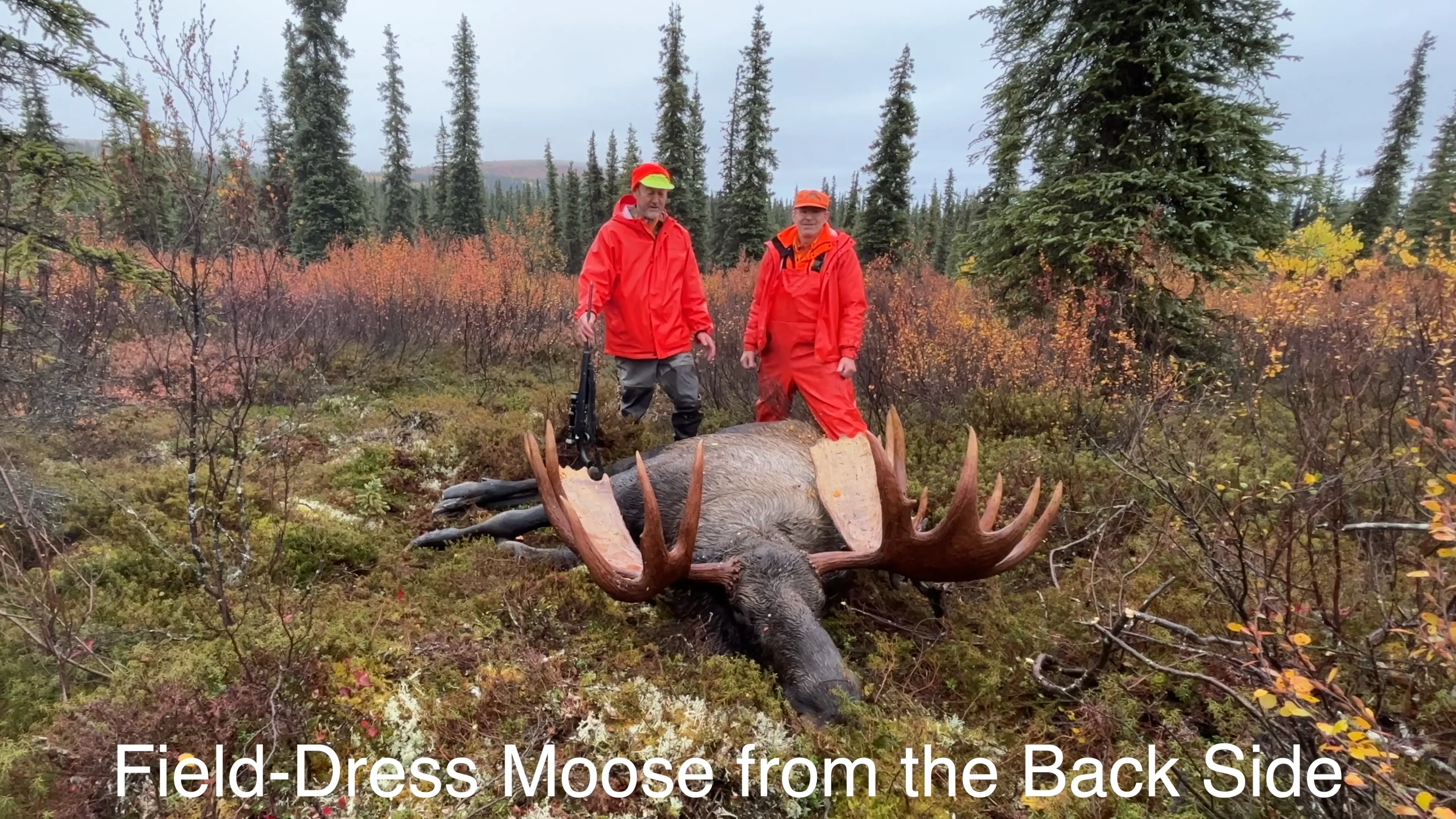 How to Field-dress a Moose from the Back side