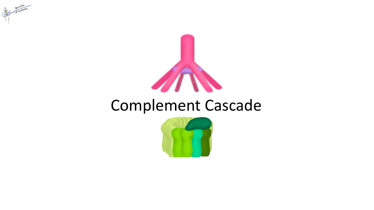 Complement Cascade.1